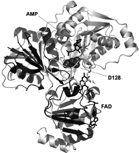 Structural Model Of Human Electron Transfer Flavoprotein This Scheme