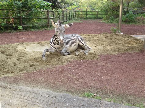 多摩動物公園 公式 さんの人気画像 ついふぁん！
