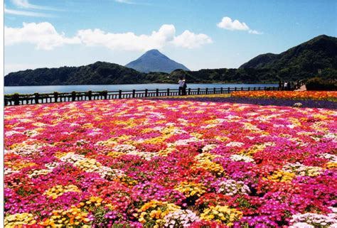 春限定！“花の絨毯”で美しさに磨きがかかる、絶景スポット4選 Ontrip Jal