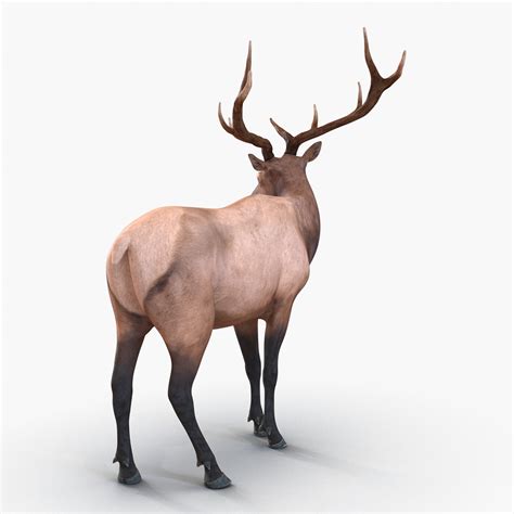 C D Elk Pose