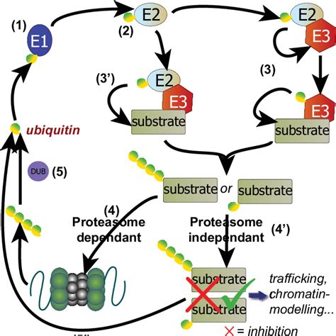 Representation Of The Ubiquitin Mediated Pathways 1 Ubiquitin Is