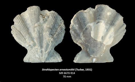 Bivalves Collections Page 14 The Fossil Forum