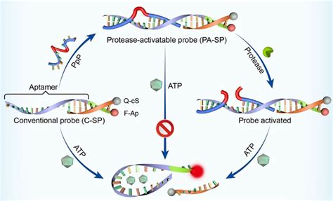 Peptide Nucleic Acid Pna Guided Peptide Engineering Of An Aptamer Sensor For Protease