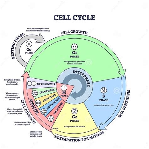 Cell Cycle Growth Mitosis Synthesis And Division Stages Outline Diagram Stock Vector
