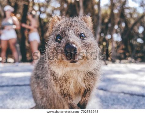 Perth Animals Photos Images And Pictures Shutterstock