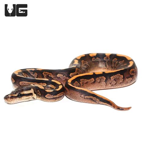 Baby Enchi Pied Ball Python For Sale Underground Reptiles