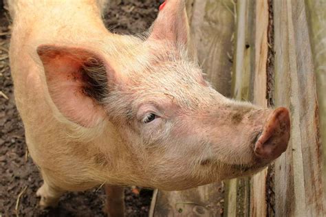 Pig Farming In Nepal Breeds How To Start Plan Atilla Biz