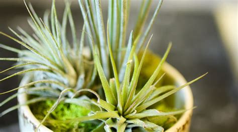 Do Air Plants Need Light Yes Air Plants Air Plant Garden Air