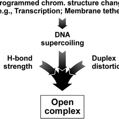 The E Coli Origin Of Replication The 245 Bp Oric Sequence Composed Of