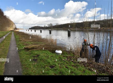 Workers Cutting Trees With Chain Saw At The Kiel Canal Schleswig