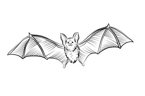 Realistic Bat Outline At Lorenzo Marrs Blog