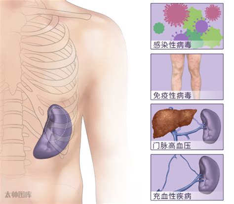 脾脏 医学插画