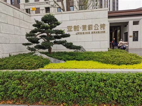 造型罗汉松