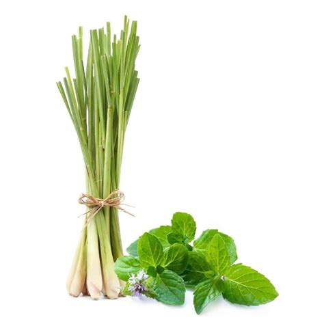 Thai Lemongrass Cymbopogon Flexuosus Herbal Plant Seeds Exotic Culi