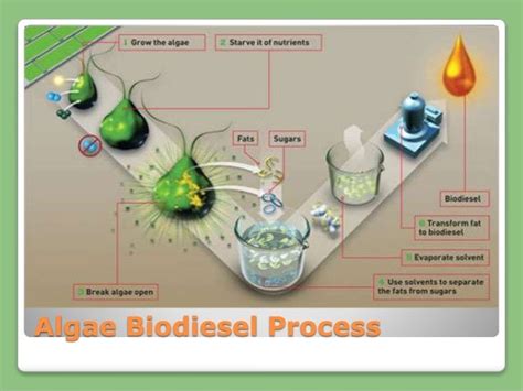 Algae To Biofuel