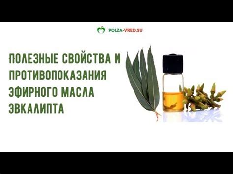 10 главных полезных свойств эвкалиптового масла - YouTube