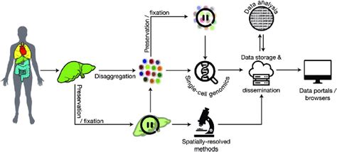 Overview Of The Paths From Tissue Acquisition To Data Dissemination In