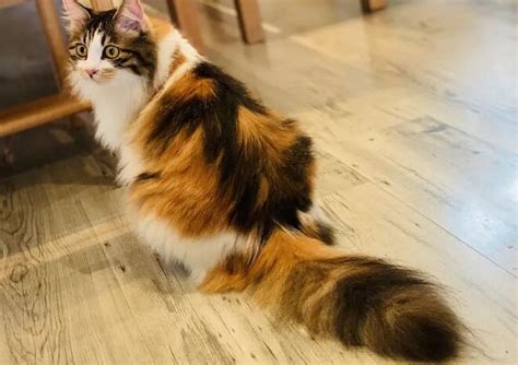 为什么三花猫都是母的？原因很简单 宠物网