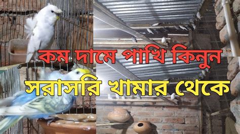 কম দামে পাখি কিনুন সরাসরি খামার থেকে পাখি পালনের গোপন কিছু টিপস Java