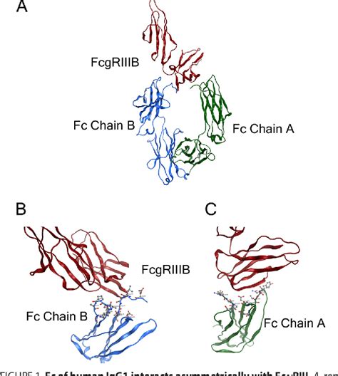 Figure 1 From Asymmetrical Fc Engineering Greatly Enhances Antibody