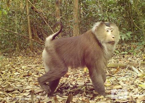 «សត្វព្រៃជាច្រើនប្រភេទត្រូវបានថតដោយម៉ាស៊ីនថតស្វ័យប្រវត្តិក្នុងដែនជម្រកសត្វព្រៃកែវសី សុីសុីថាមស៍