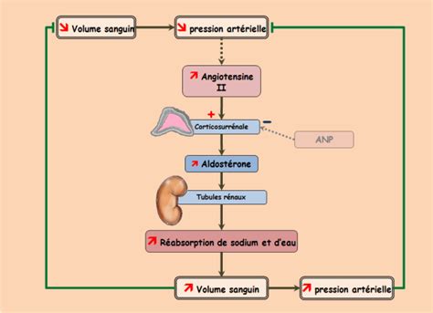 Physiologie des systèmes intégrés les principes et fonctions L