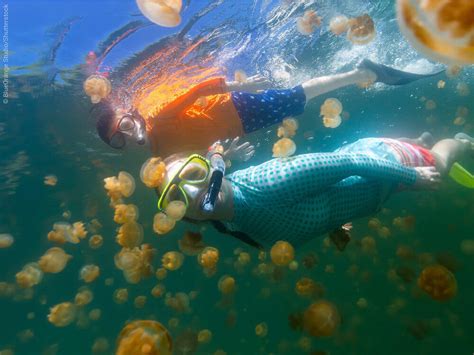 Snorkeling In Jellyfish Lake Rock Islands Palau