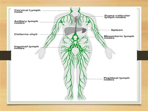 SOLUTION Functions Of Lymph Node Studypool