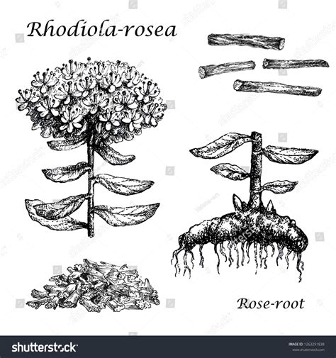 Realistic Illustration Rhodiola Rosea Botanical Drawing Stock