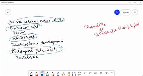 solved chordates share which of the following synapomorphies relative