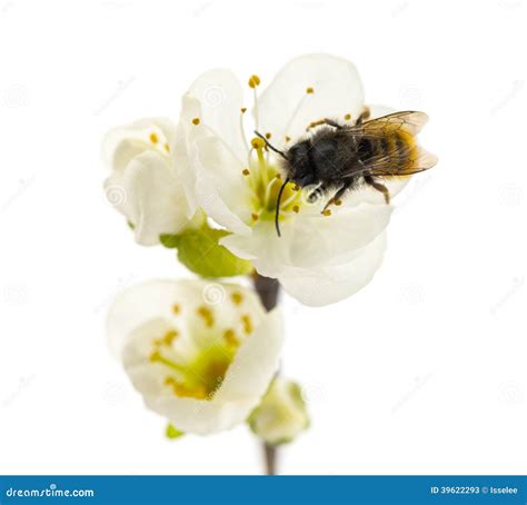 Abeja Que Poliniza Una Flor Mellifera De Los Apis Imagen De Archivo Imagen De Estudio Miel