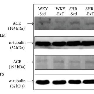 Representative Western Blot A C And Densitometric Analysis B D Of