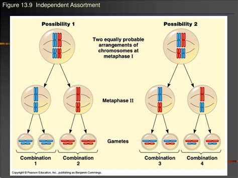 Ppt Meiosis Powerpoint Presentation Free Download Id377151