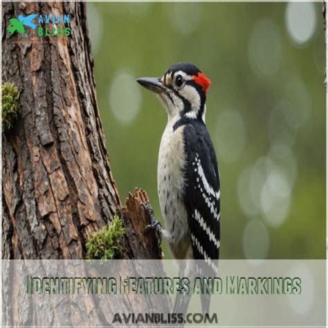 Woodpeckers Of Tennessee Species Guide With Tips Photos