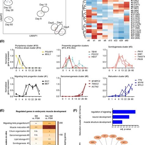 Developmental Transcriptome Patterns In Pluripotent Stem Cell Psc