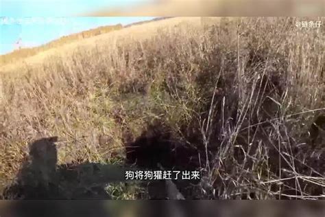 男子捕杀几十斤的狗獾最后野鸭也不放过一抓一个准