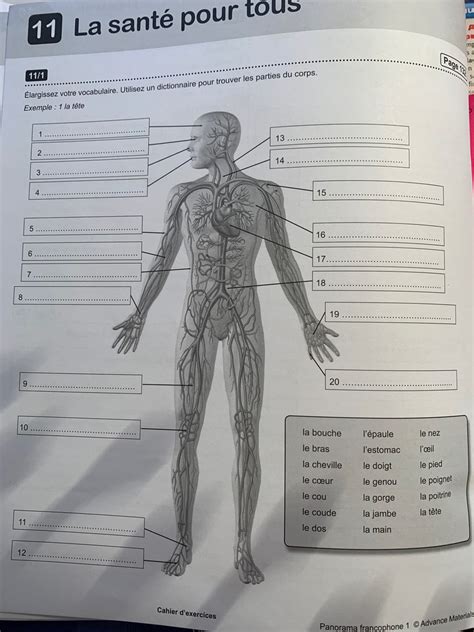 Les Parties Du Corps Diagram Quizlet