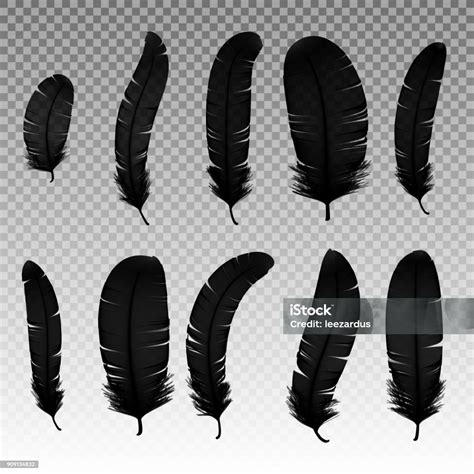 투명 한 배경에 다양 한 검은 새 깃털의 집합입니다 컬렉션 3d 현실적인 스타일 부드러운 솜 털 매크로 백조 벡터 일러스트 레이