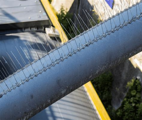 Using Design And Deterrence To Keep Birds Out Of Signs Ortwein Sign