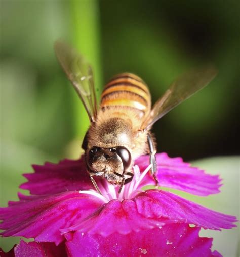Premium Photo Bees Are Eating Nectar From Flowers