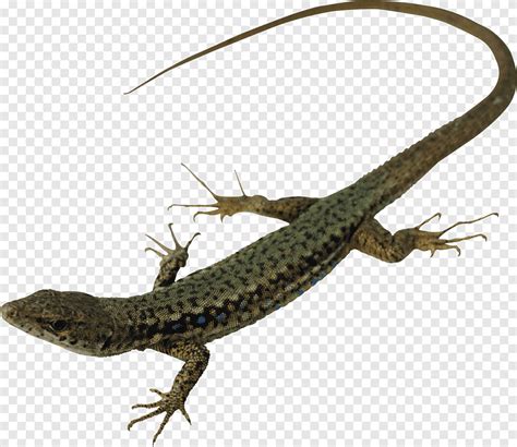 Lagarto Lagarto Campos Campo Lagartija Png PNGEgg