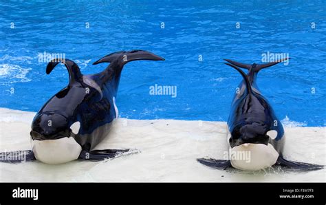 San Diego Ca Usa June 18 2015 Seaworld San Diego Killer Whale