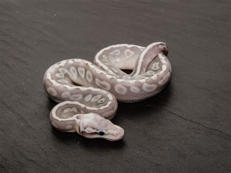 Ghi Het Red Axanthic Mojave Super Pastel Morph List World Of Ball