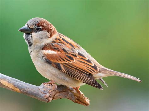 Meet 25 Popular Beautiful British Birds You Can Find In Your Garden