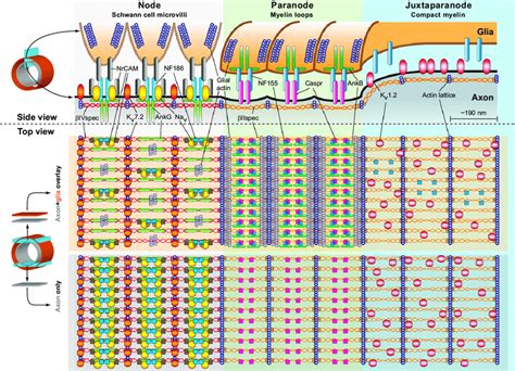 Proposed Model For The Molecular Organization Of Nodes Of Ranvier In