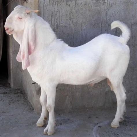 Sojat Male Goat At Best Price In New Delhi By Al Habib Agro Farm Id