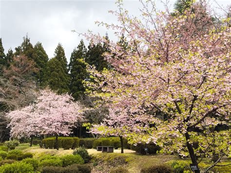 石川で桜を見るならここおすすめお花見スポット10選2024年の開花時期見頃や穴場も紹介ブログ公式石川県の観光 旅行サイトほっと