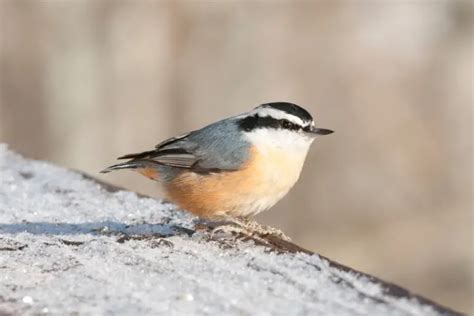 Birds With Orange Chest With Pics Global Birding Initiative