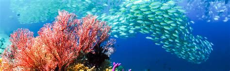 Diving Day Trips Phuket And Phi Phi Islands • Racha Dive Tours All4diving