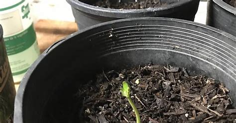 Cat Ate My Dads Persimmon Sprout Album On Imgur